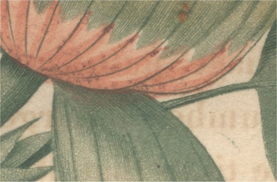 Early Botany Illustrated