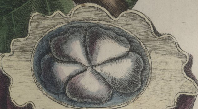 Early Botany Illustrated