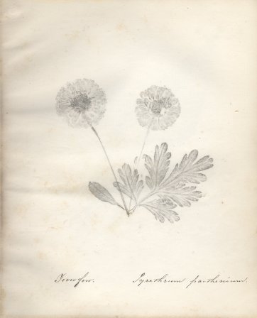 Early Botany Illustrated