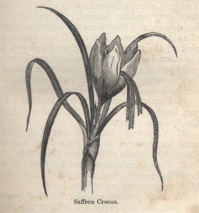 Early Botany Illustrated