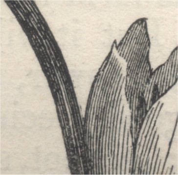 Early Botany Illustrated