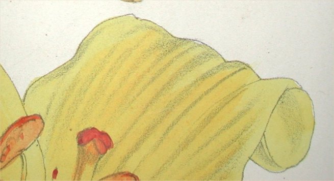 Early Botany Illustrated