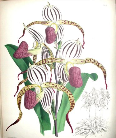 Early Botany Illustrated